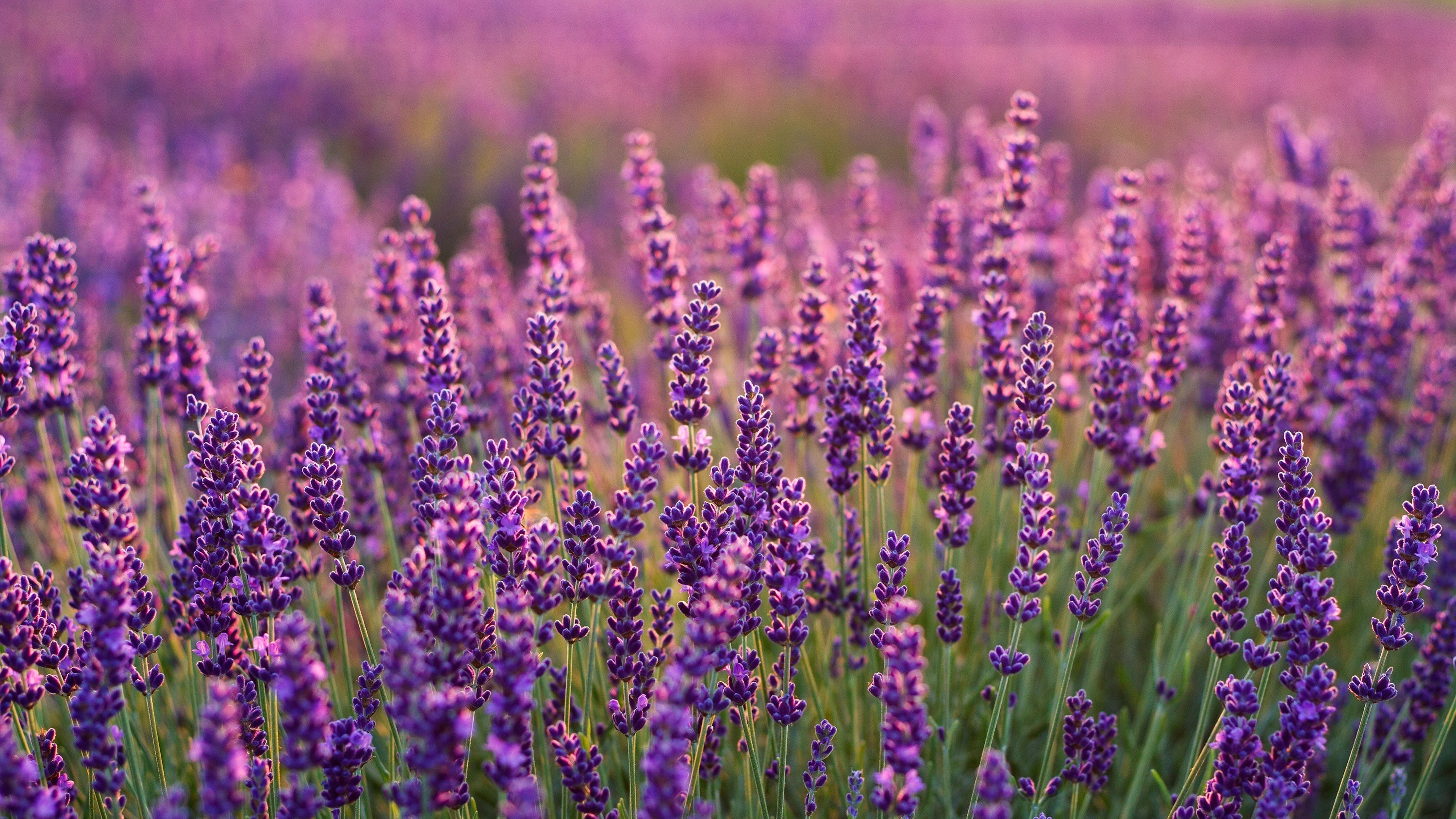 Lavender Scent | Pristine Aroma – Pristine MY